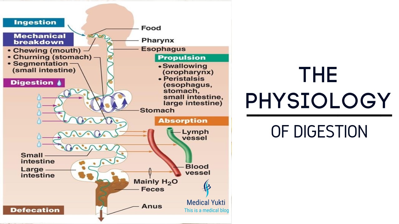 The Physiology of Digestion - Medical Yukti