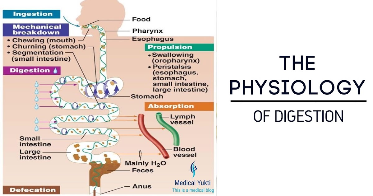 The Physiology of Digestion - Medical Yukti