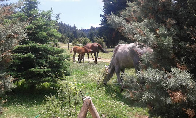 Τα χωριά της Ελλάδας: Παύλιανη Φθιώτιδας