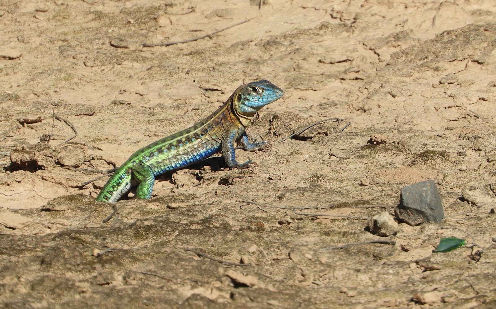 Reserva Natural Formosa: Ambientes, Flora y fauna