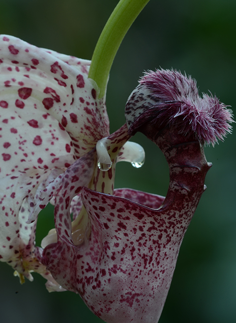 The Orchid Column: Coryanthes, the Bucket Orchid