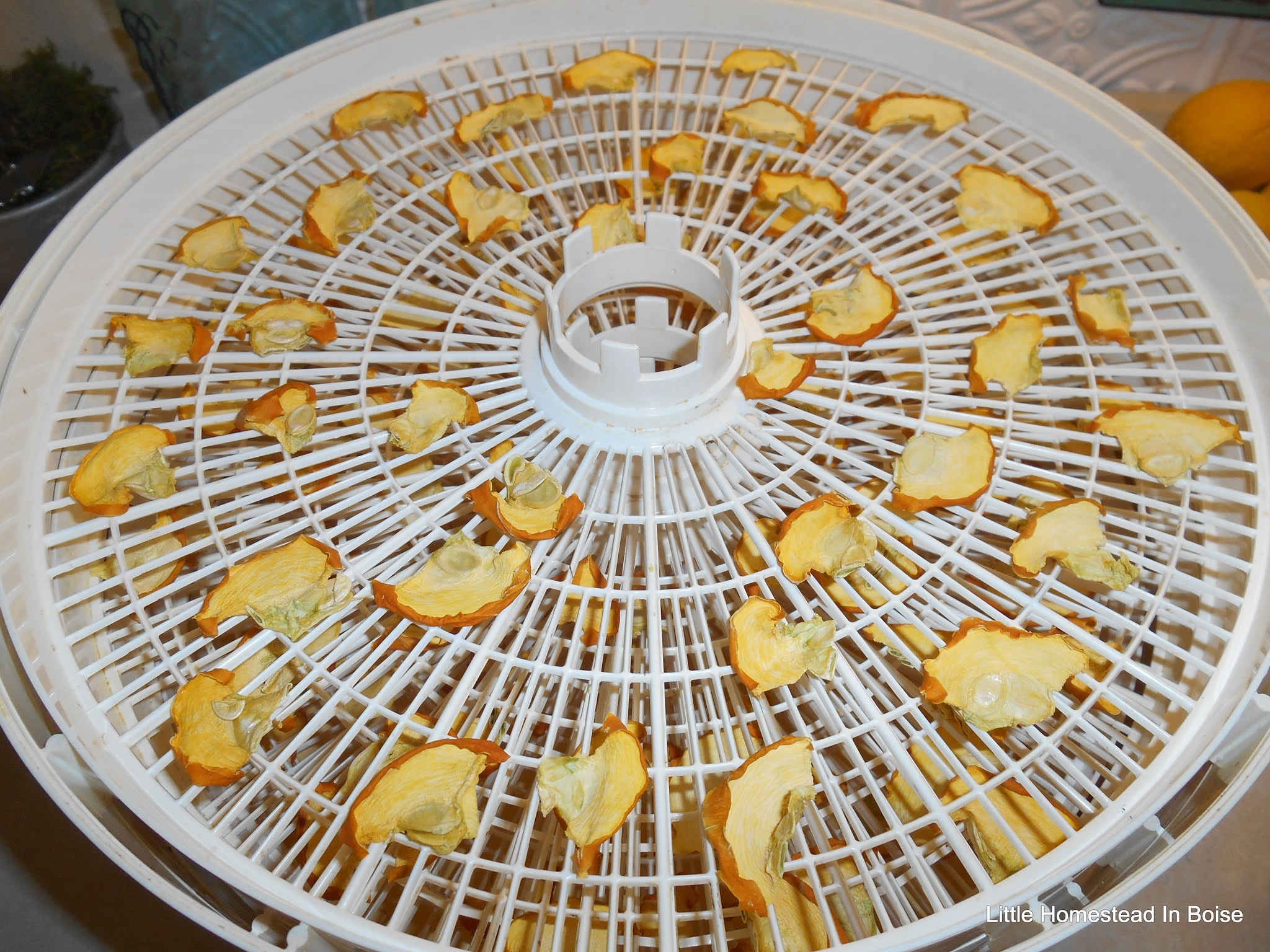 Little Homestead In Boise : Day Trip, Drying Squash, Review Vidalia ...