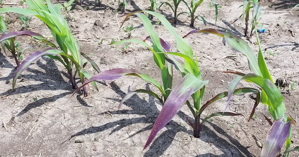 How to prevent fallow syndrome in corn
