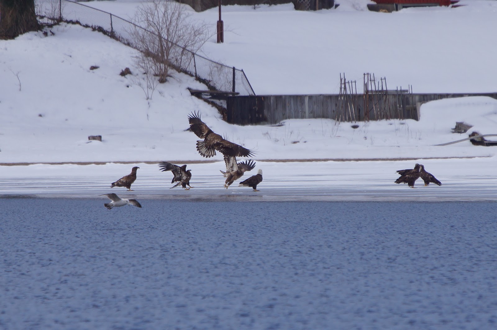 Recent Sightings: Slow Day at Mona Lake