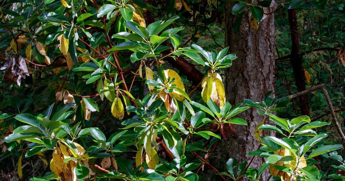 Pacific Madrona: Breaking Rules