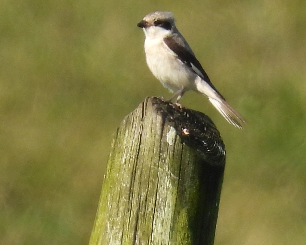 Aves en Gijón: Alcaudón chico en Villaviciosa. Primera cita documentada ...