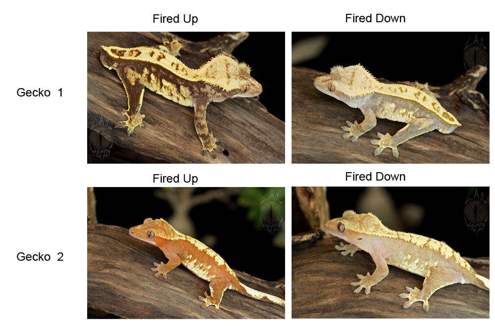 Fired Up Geckos Care Sheet Crested Geckos fired-up-geckos-care-sheet-crested-geckos