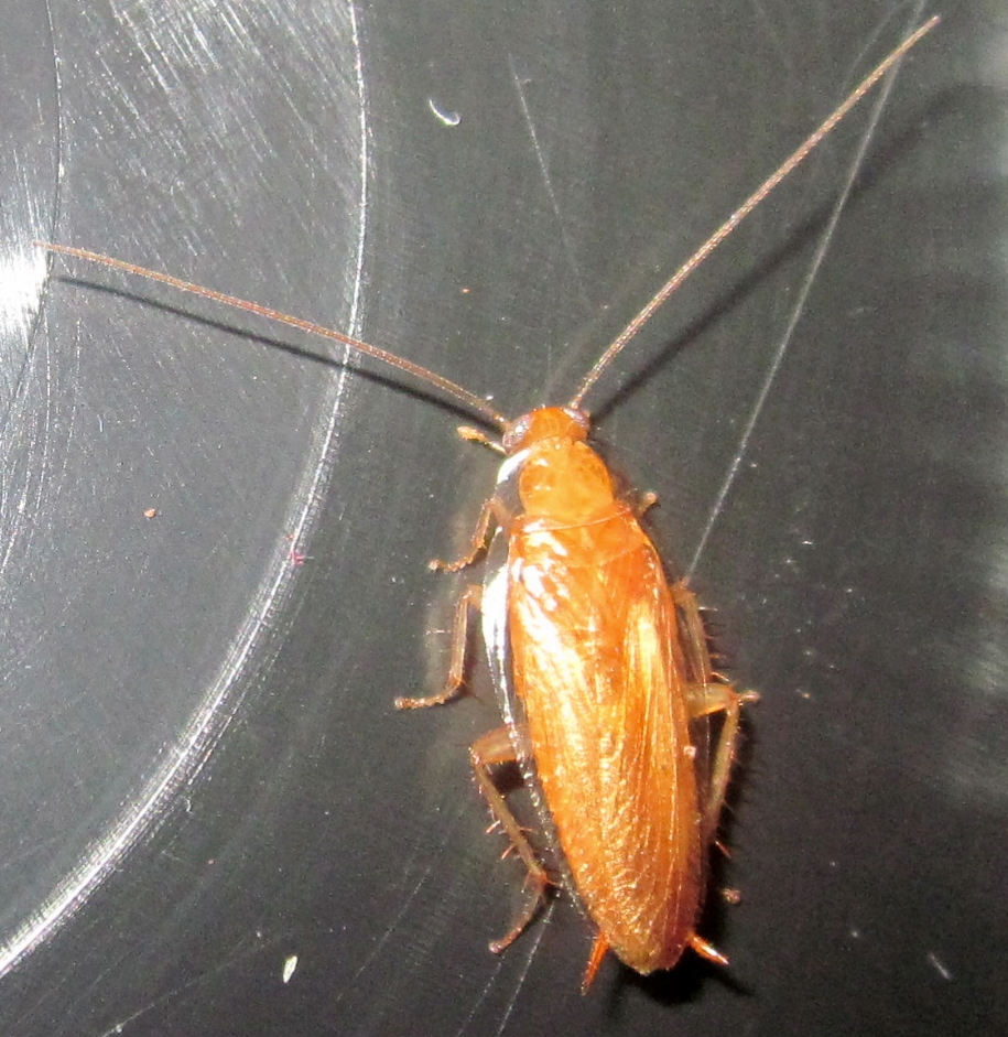 Invertebrate Dude: New Invertebrates from Alan!!