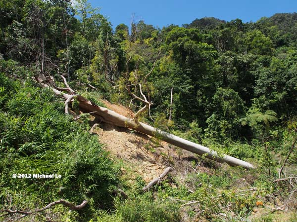 The rainforests of Borneo & Southeast Asia: Tapang tree (koompassia ...