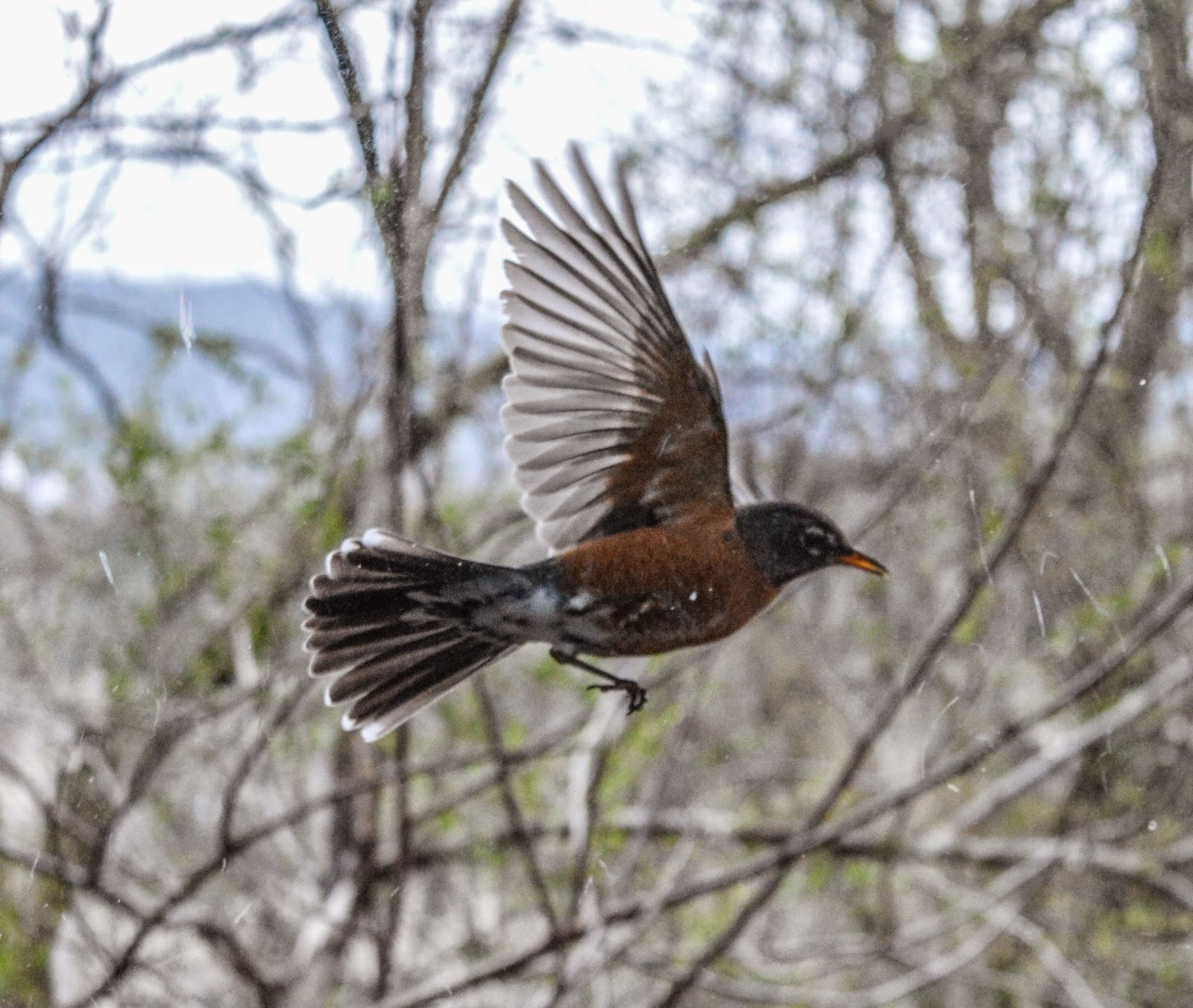 Photography Fun | Trails of Arkansas (& now California)