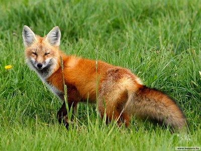 Curiosidade Animal: RAPOSA