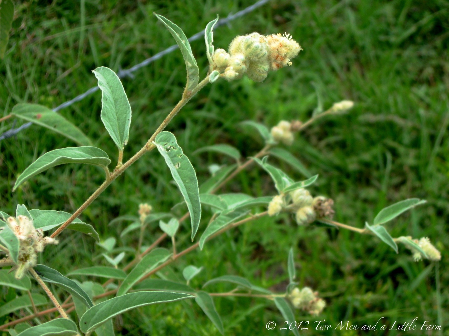Two Men and a Little Farm: MYSTERY FUZZY WEED OR WILDFLOWER