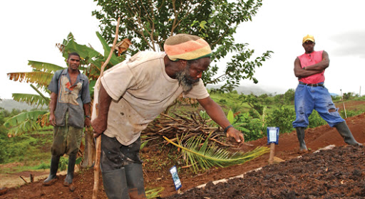 Rastafarian Farming on St. Maarten, St. Martin
