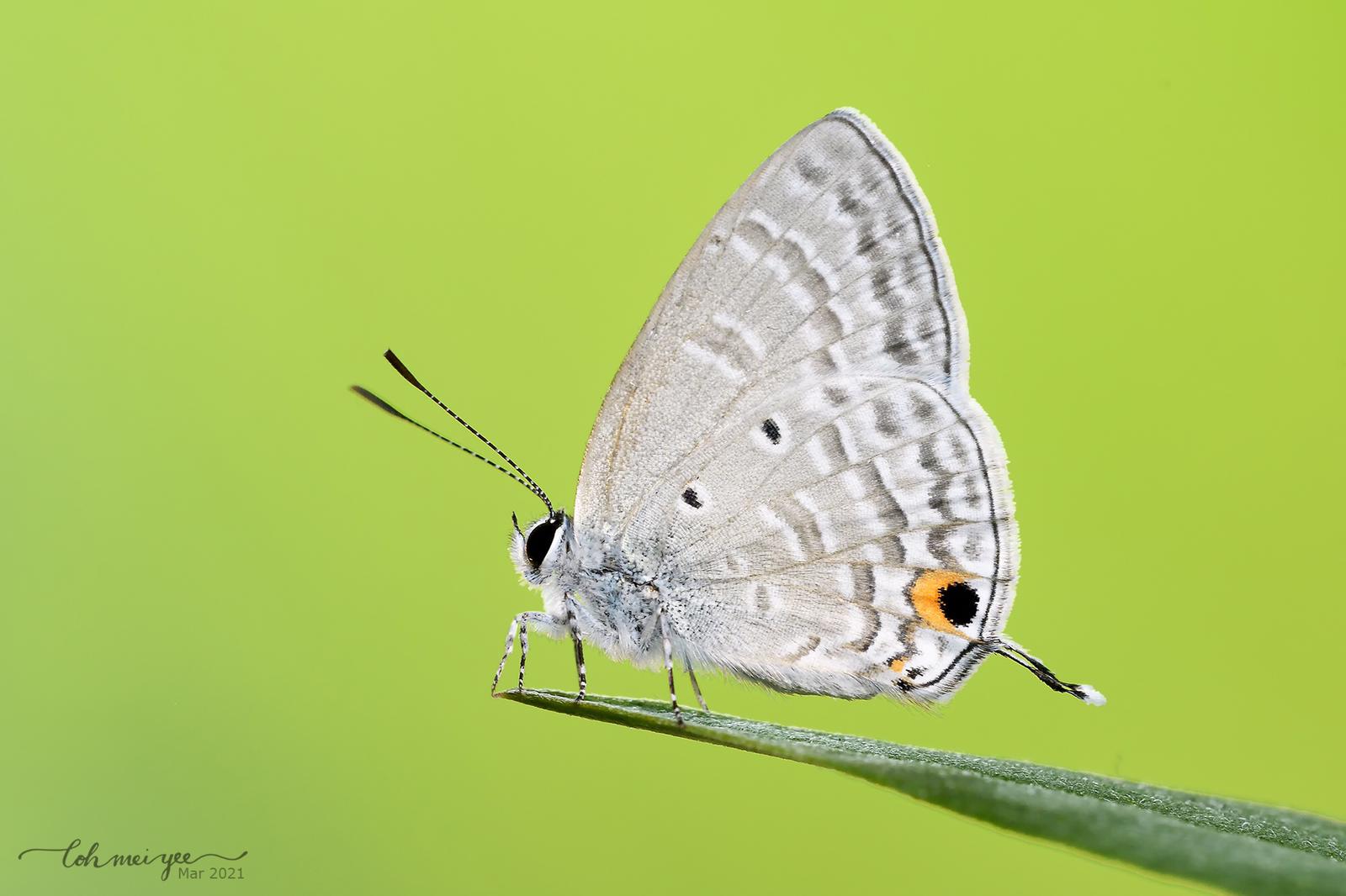 Butterflies of Singapore: Life History of the Silver Forget-me-not