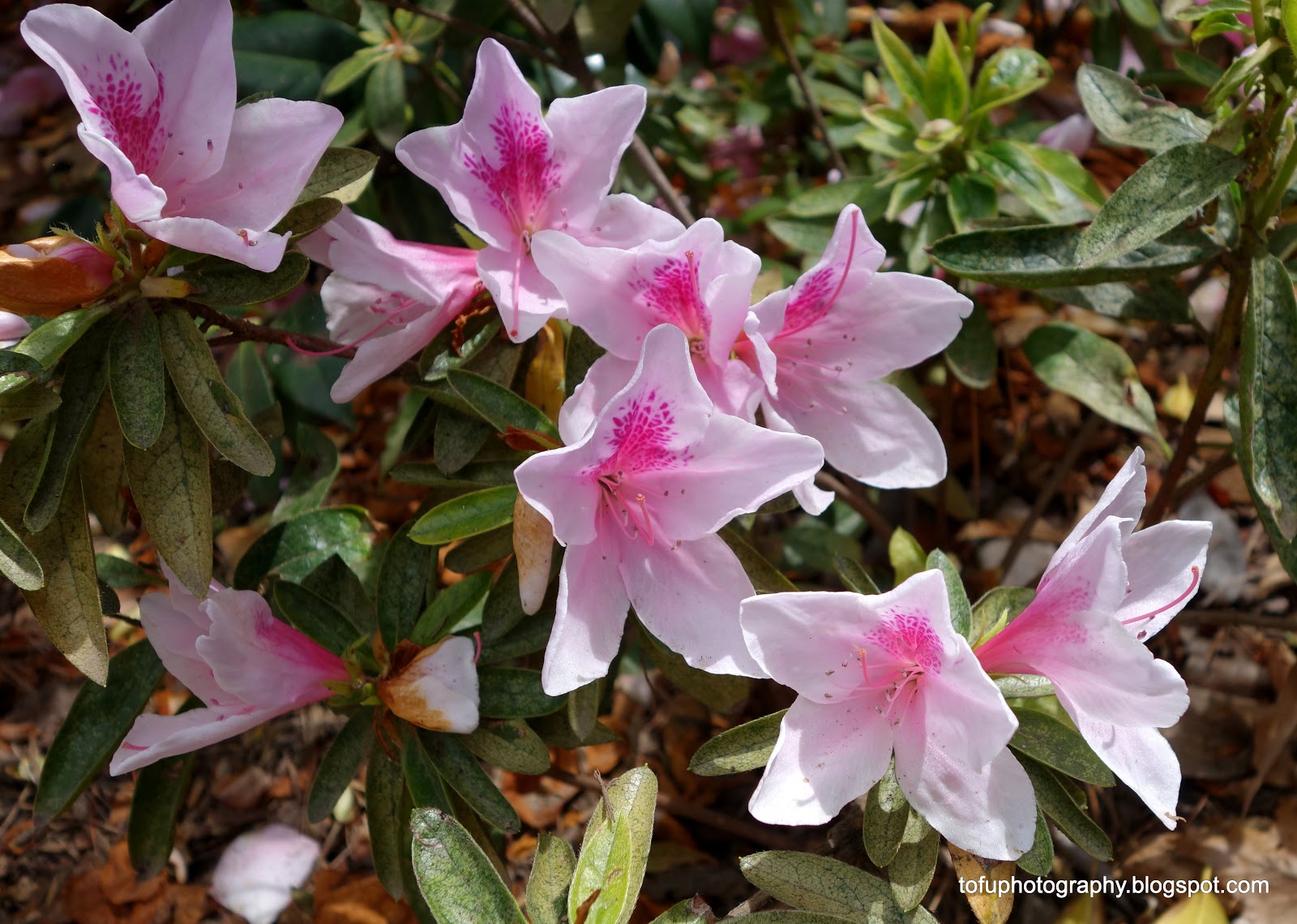 Tofu Photography: Azaleas at the Floriade Flower show in Canberra