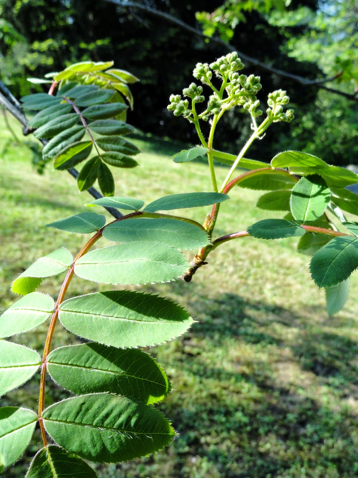 Trees Planet: Sorbus hupehensis - Hubei Rowan - Hupeh Rowan