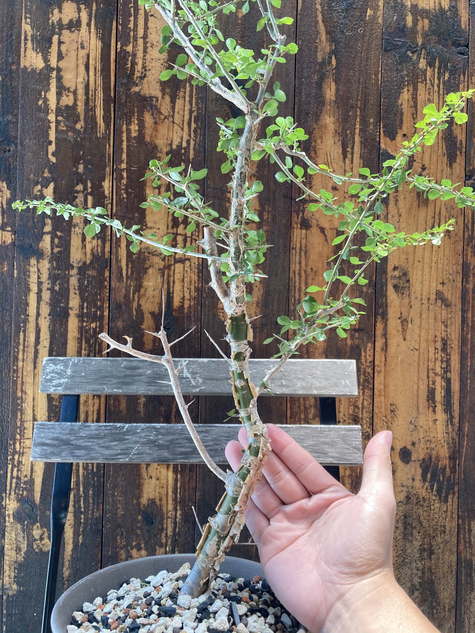 Commiphora simplicifolia 沒藥橄欖,稀有沒藥屬植物
