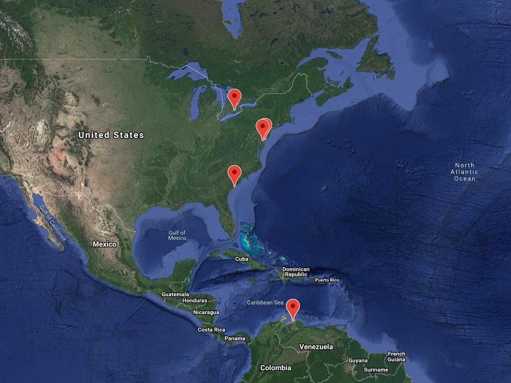 The Curious Naturalist: Red Knot (Calidris canutus rufa) resighting in ...
