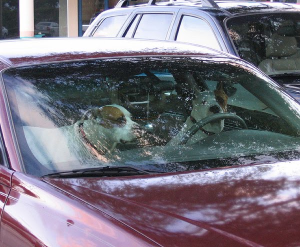40 Cool dogs driving cars (40 pics) | Amazing Creatures