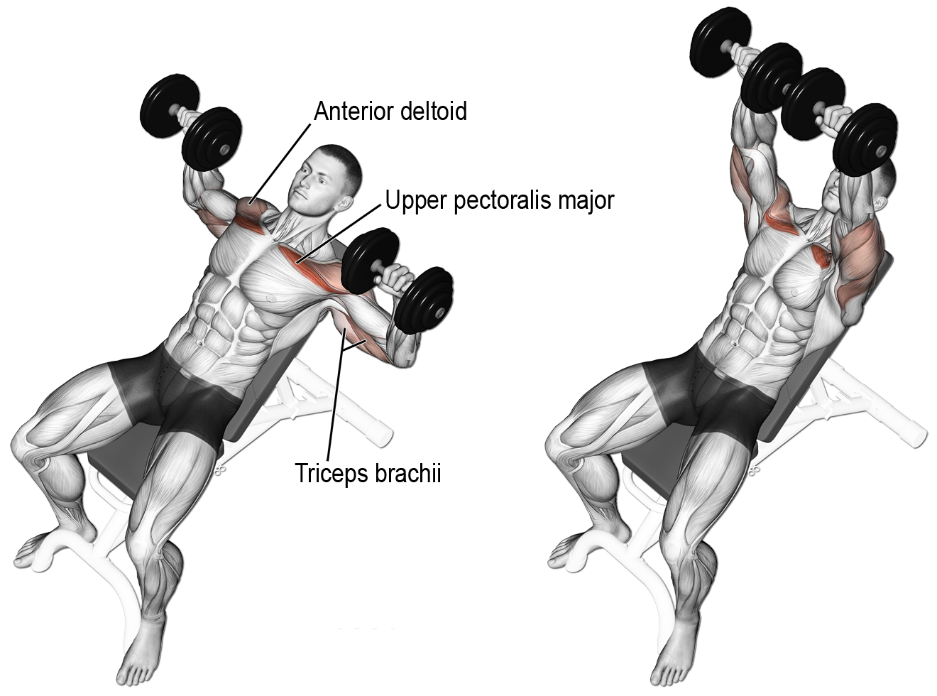 Chest and Back Superset Workout