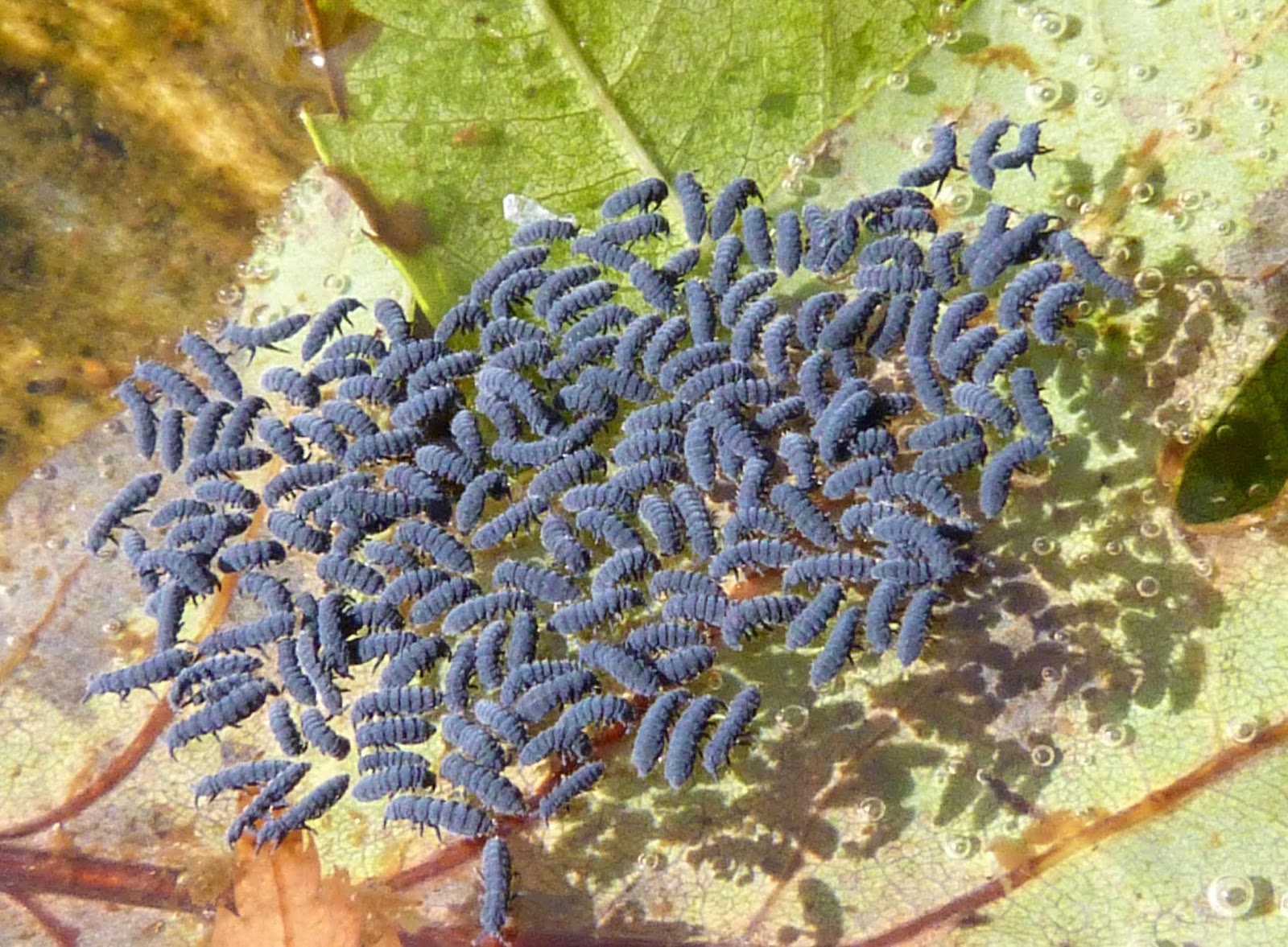 Insects of Scotland: Bristletails/Springtails