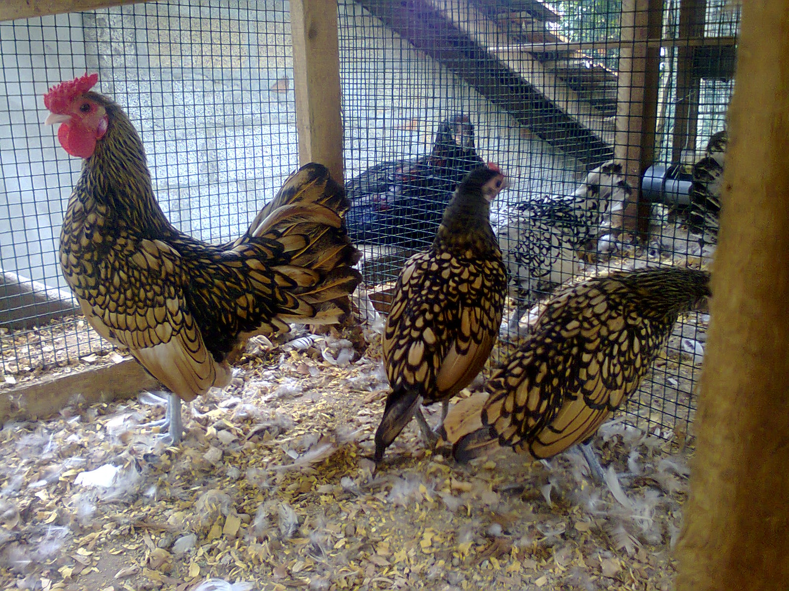 Golden Sebright ~ P S Pet Circle