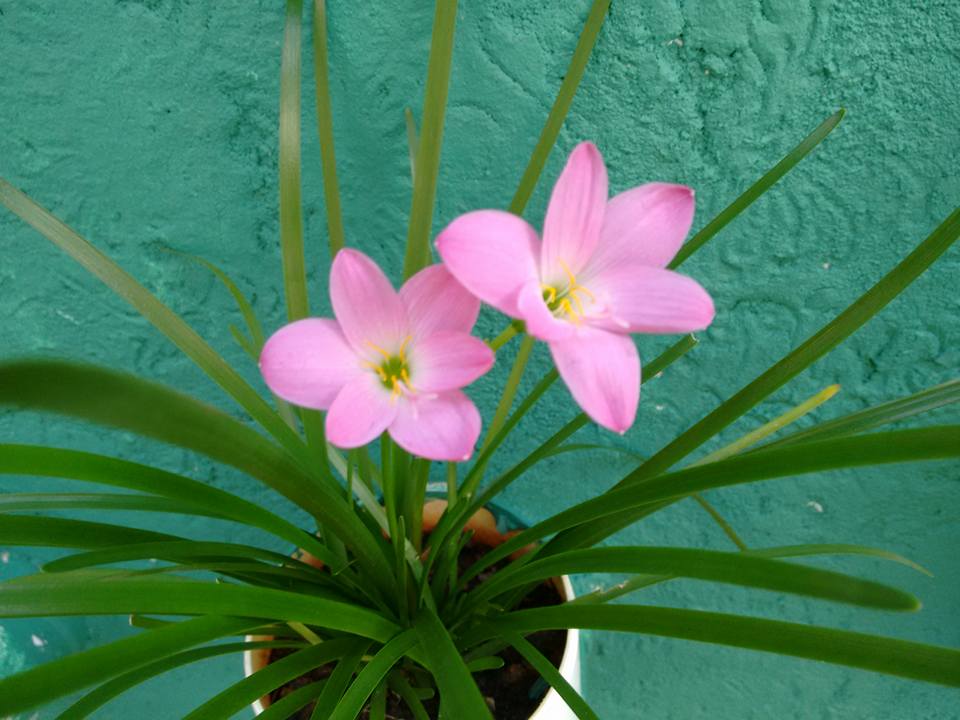 RosaBio: Planta Narciso (Narcissus papyraceus)