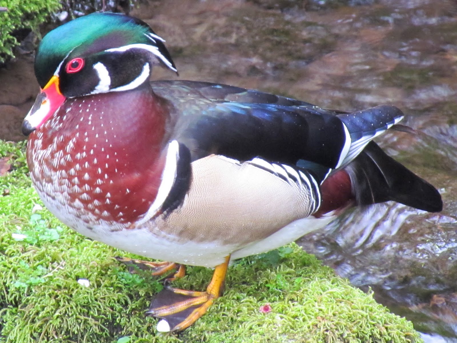 Portland Birder: Wood Duck