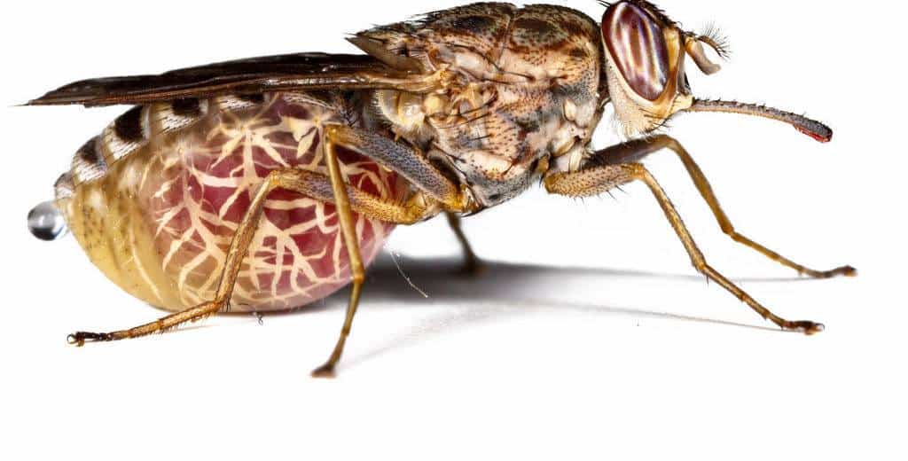 Bacterias Actuaciencia: noviembre 2019