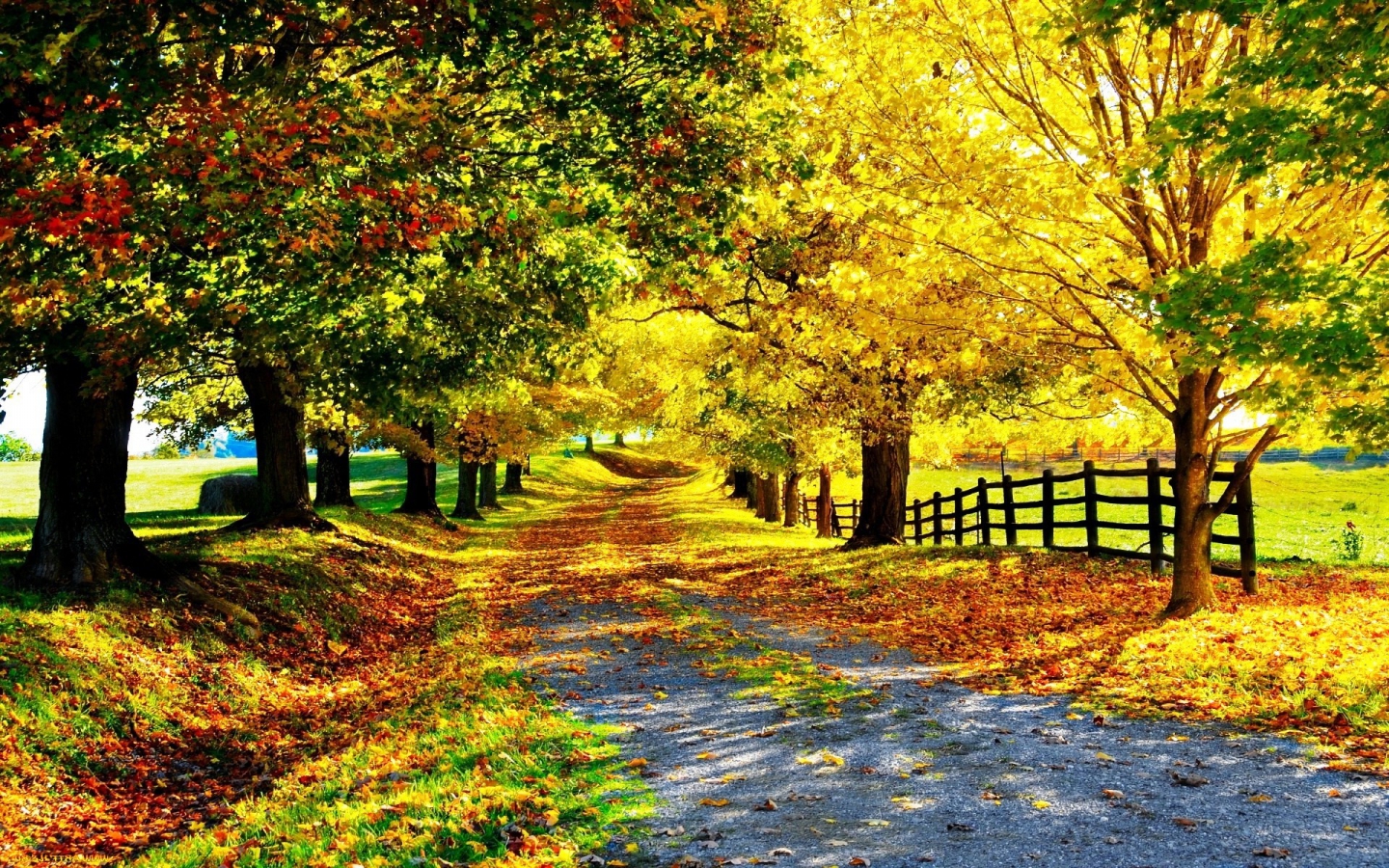 LINKAMIGRATIS: 12 Sfondi desktop "Autunno" 1440x900