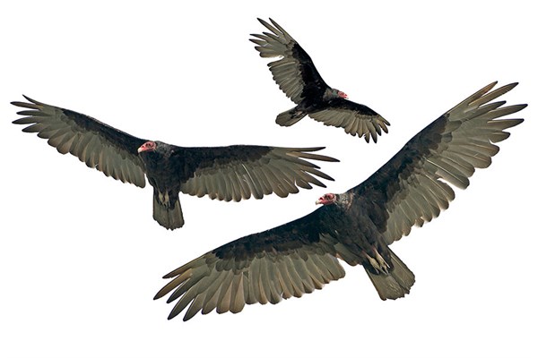 "El Todopoderoso": La silenciosa labor de los gallinazos. Garcilaso de ...