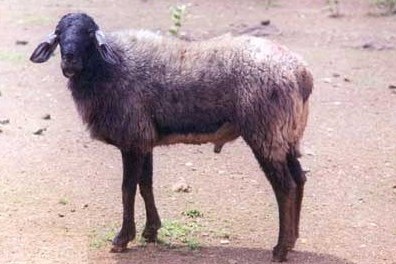 Agrifarming: Indian Sheep Breeds Information