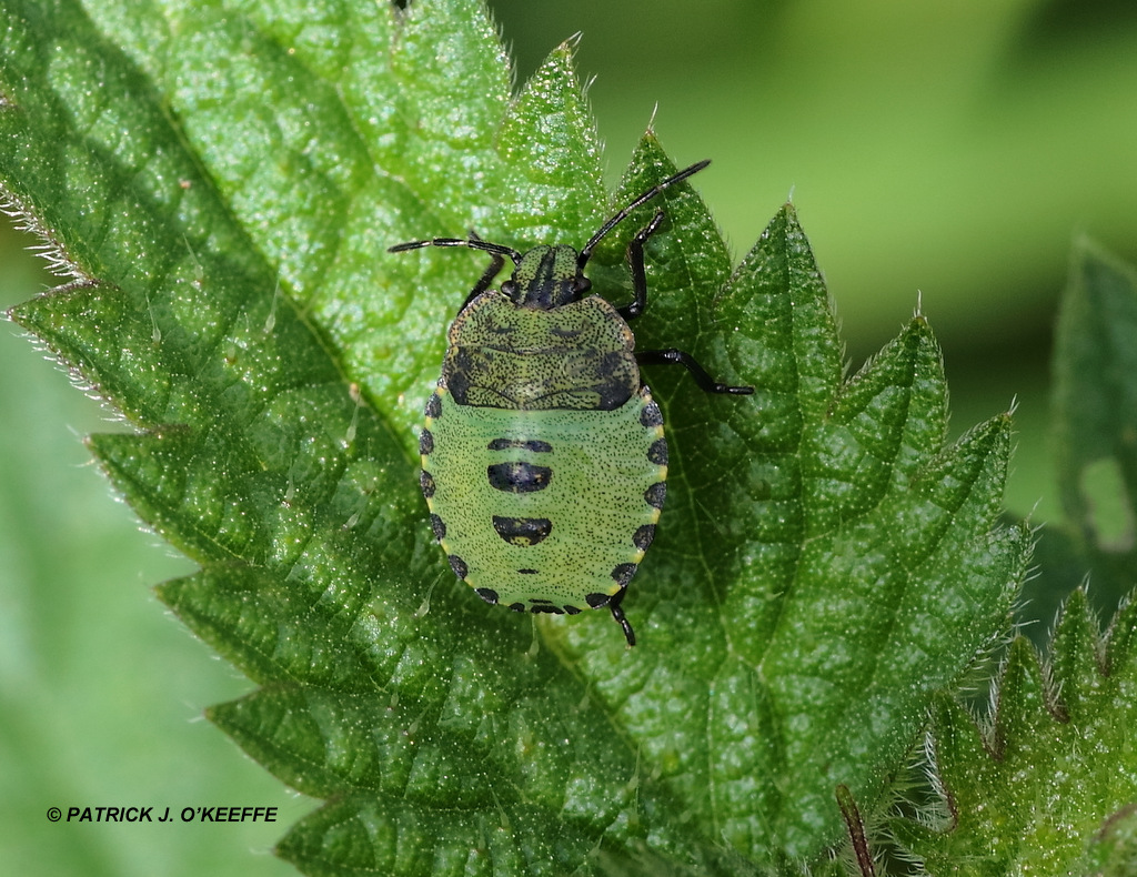 Raw Birds: GREEN SHIELDBUG (Palomena prasina) 3rd instar Nymph ...