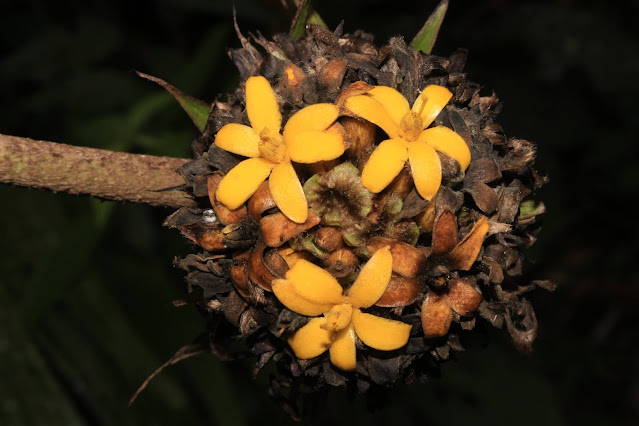 Curculigo capitulata