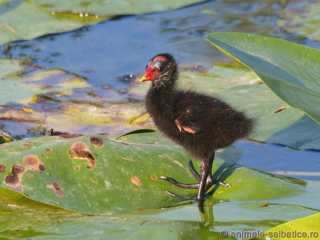 Pasari: Găinușă de baltă (Gallinula chloropus) -Pasăre sălbatică ...