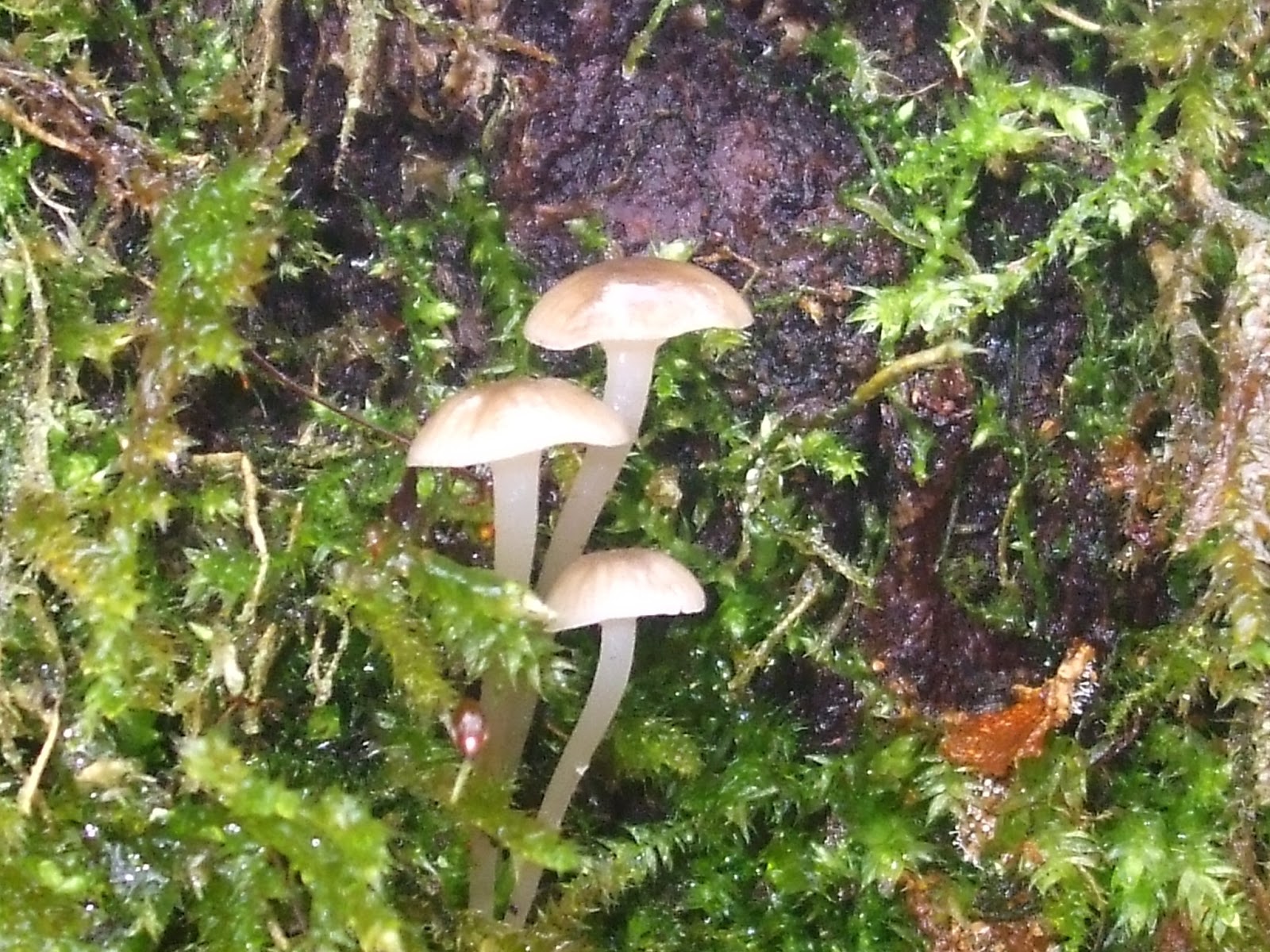 Calderdale Fungi - Halifax Scientific Society - Mycology Section: March ...