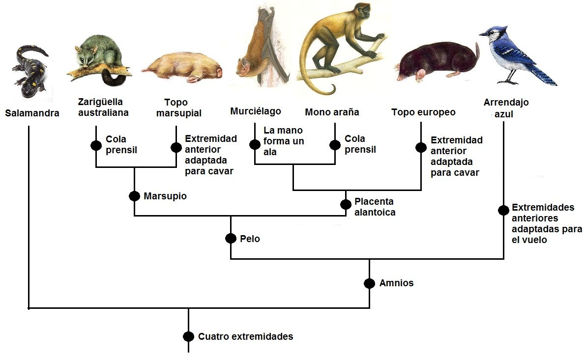 Profesor Víctor Castrillón - Ciencias Naturales : GRADO NOVENO 9 ...