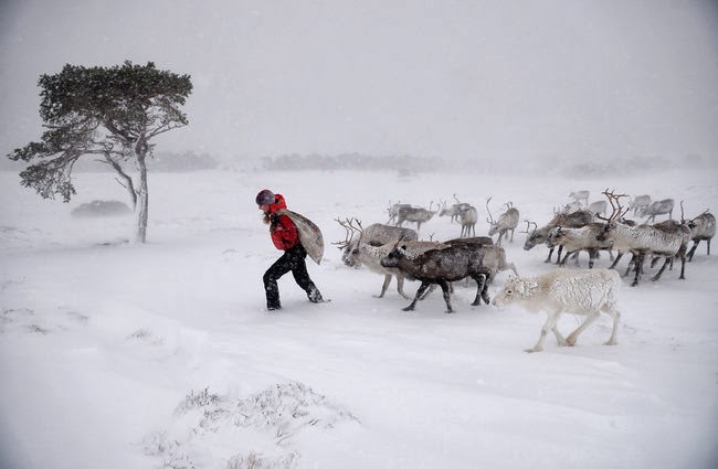 love where you go: The reindeer man