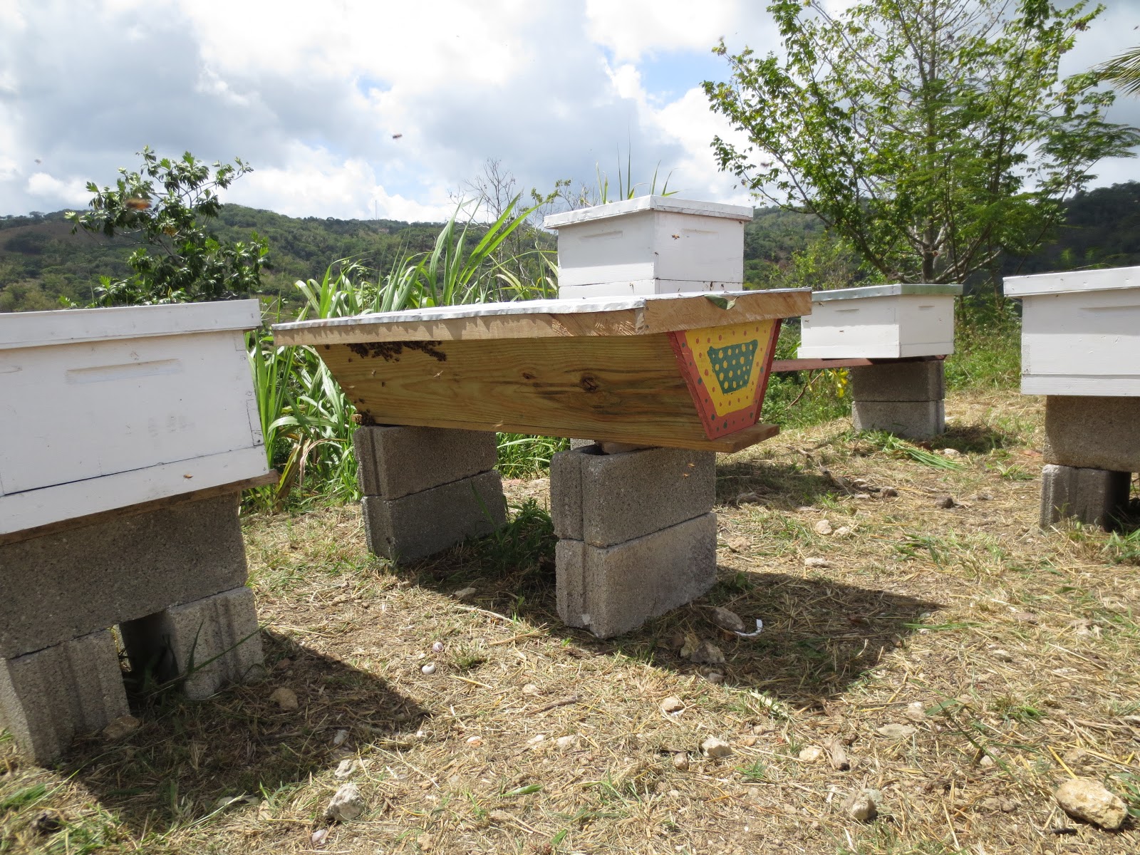 Brown's Downtown Bees: Jamaica Beek