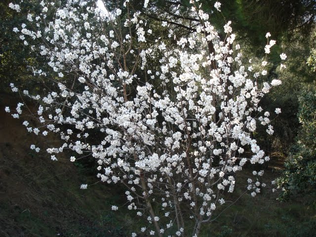 ARBRES: Ametller (Prunus dulcis)
