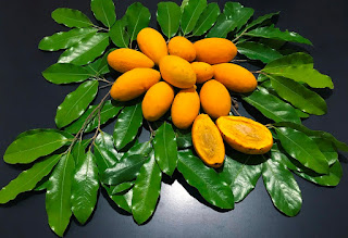 Curiosidades Vegetais: O oiti