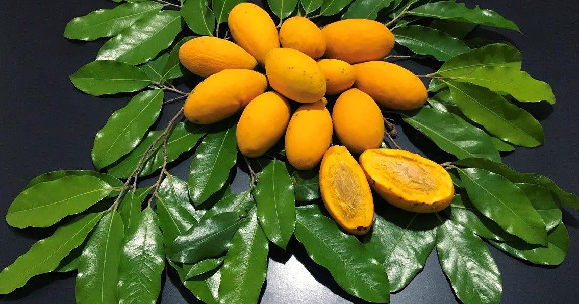 Curiosidades Vegetais: O oiti