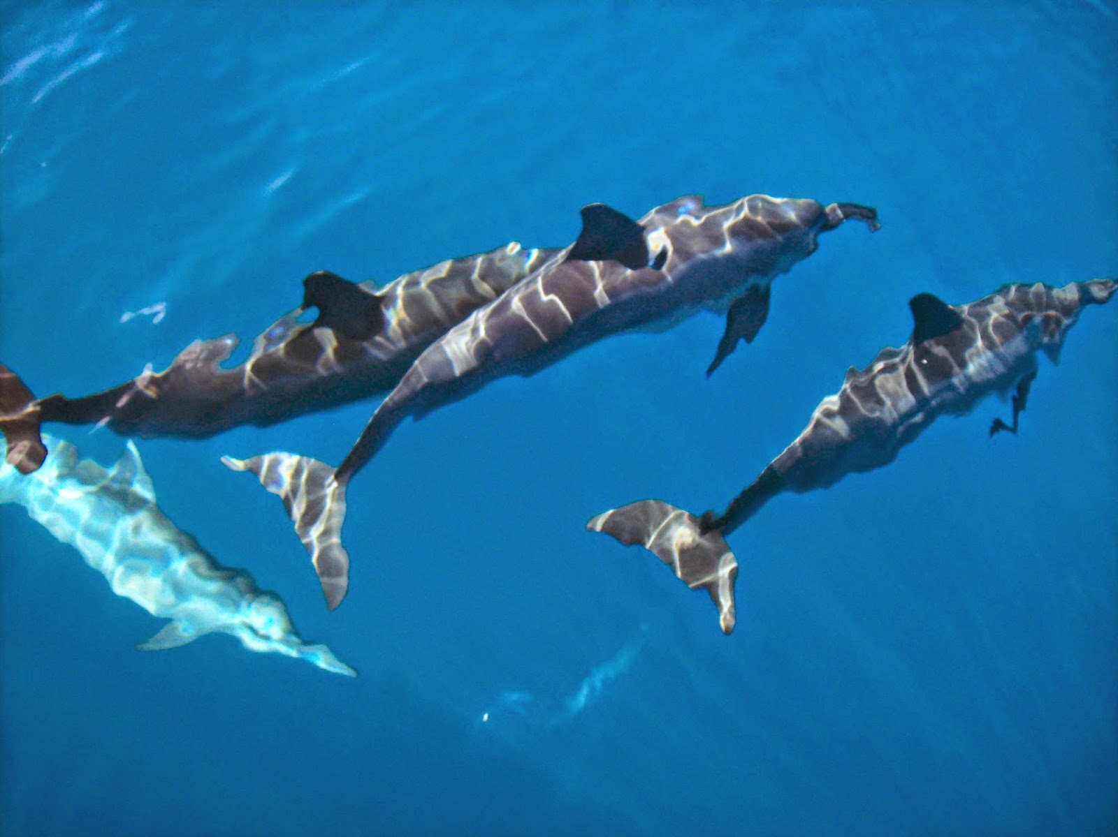 Rockhounding Around: Incredible Cruise: Day 7 - Moorea- Dolphin ...