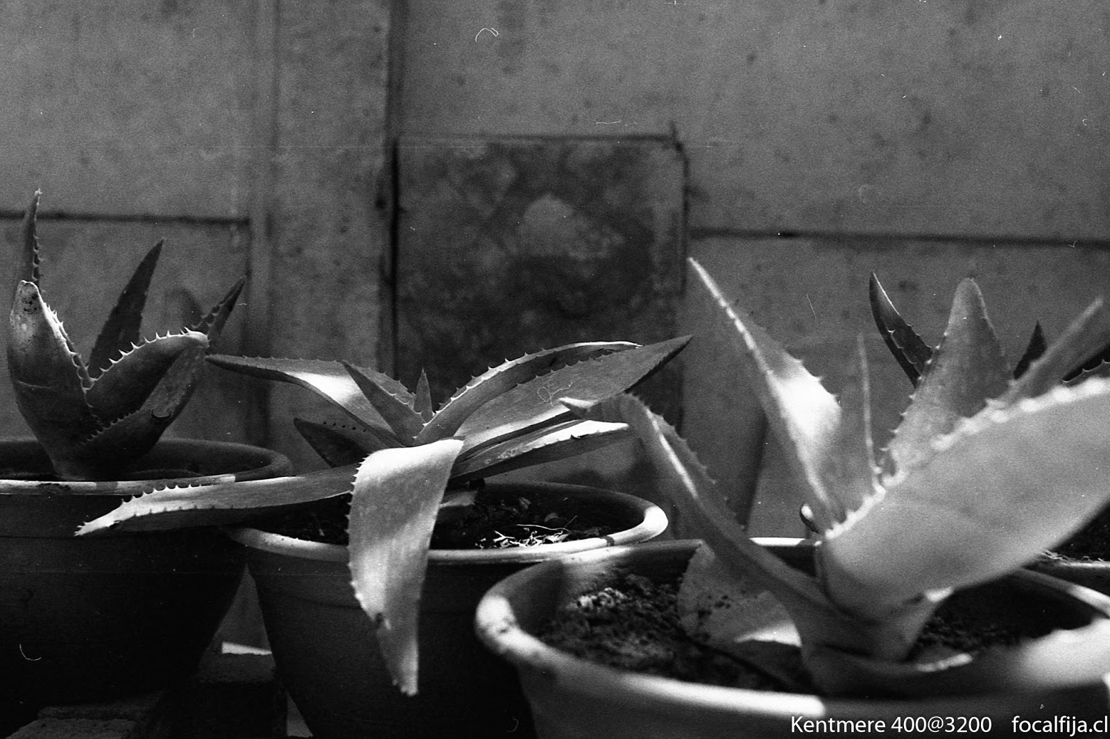 Kentmere 400 Push @800 @1600 @3200 Revelado con Rodinal