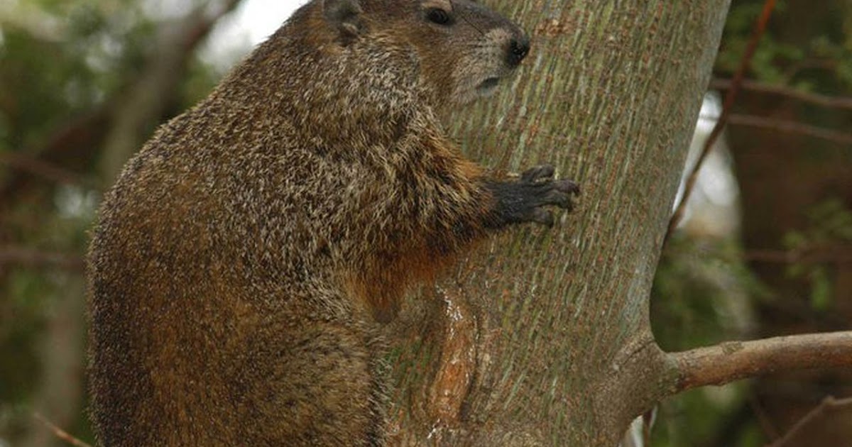 Extinct Animal of the Week: Fossil Squirrels?