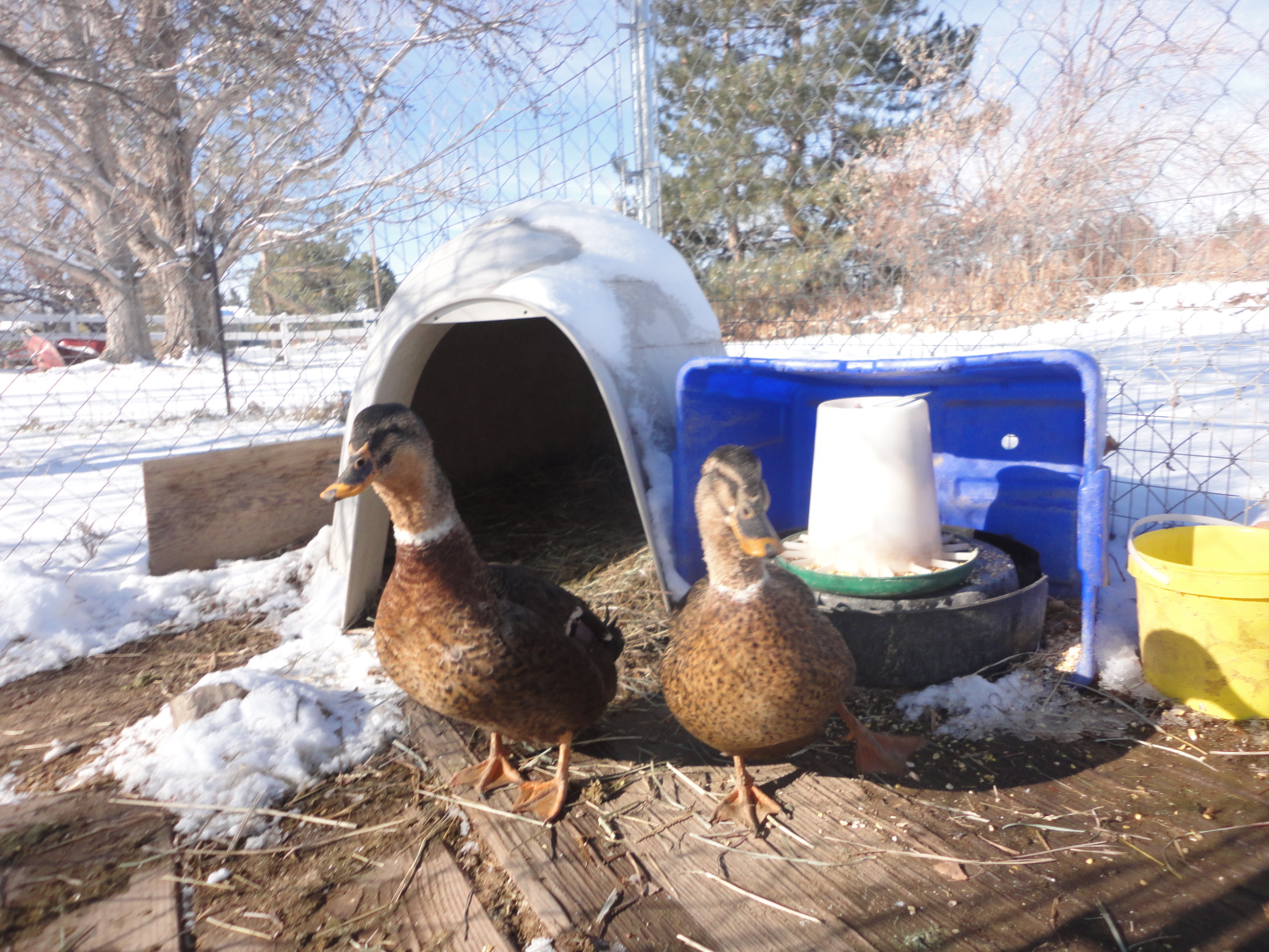 FROM THE HEART WITH GINI RIFKIN: Abby and Gabby the Transgender Ducks.