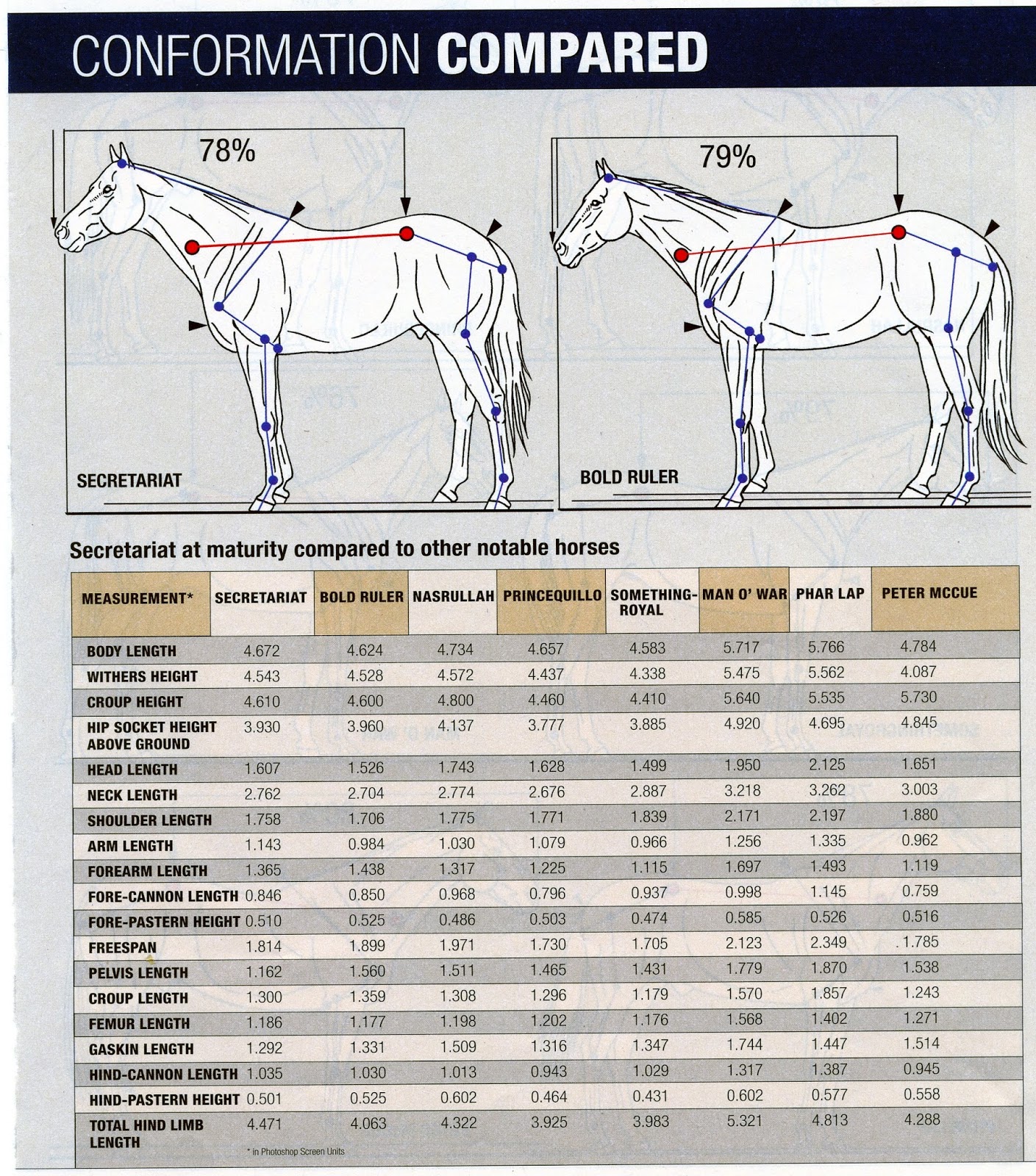 Fox Hollow Sport Horses: Conformation of Secretariat
