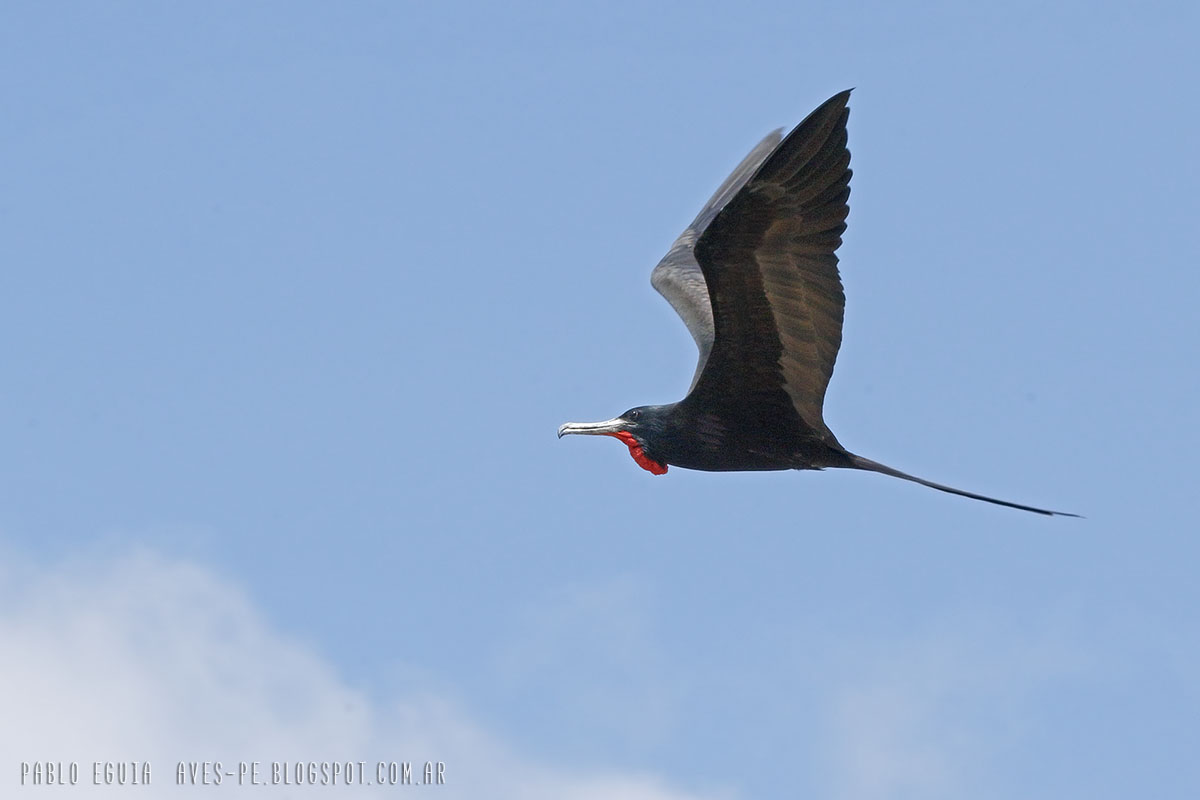 mis fotos de aves: Fregata magnificens Ave Fragata Magnificent Frigatebird