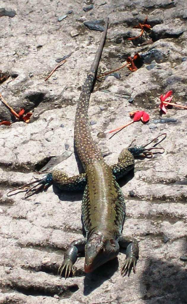 The BVIs: Basset's View of the Islands: Puerto Rican Ground Lizard