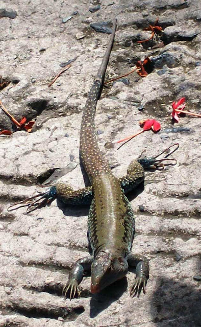 The BVIs: Basset's View of the Islands: Puerto Rican Ground Lizard